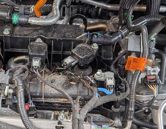 2024 Hybrid Ignition Coil Pigtail | MaverickTruckClub - 2022+ Ford ...