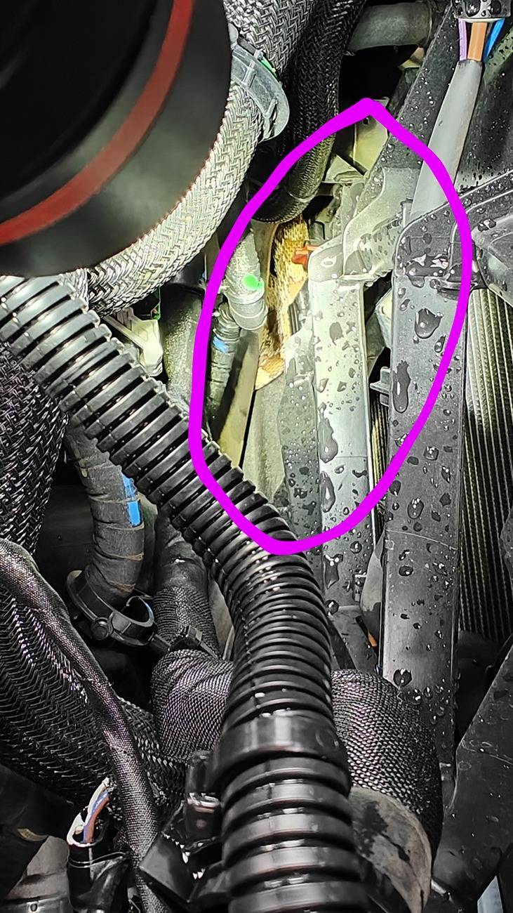 Snakes in a Maverick!' - Sonoran Gopher Snake in Engine Bay ...