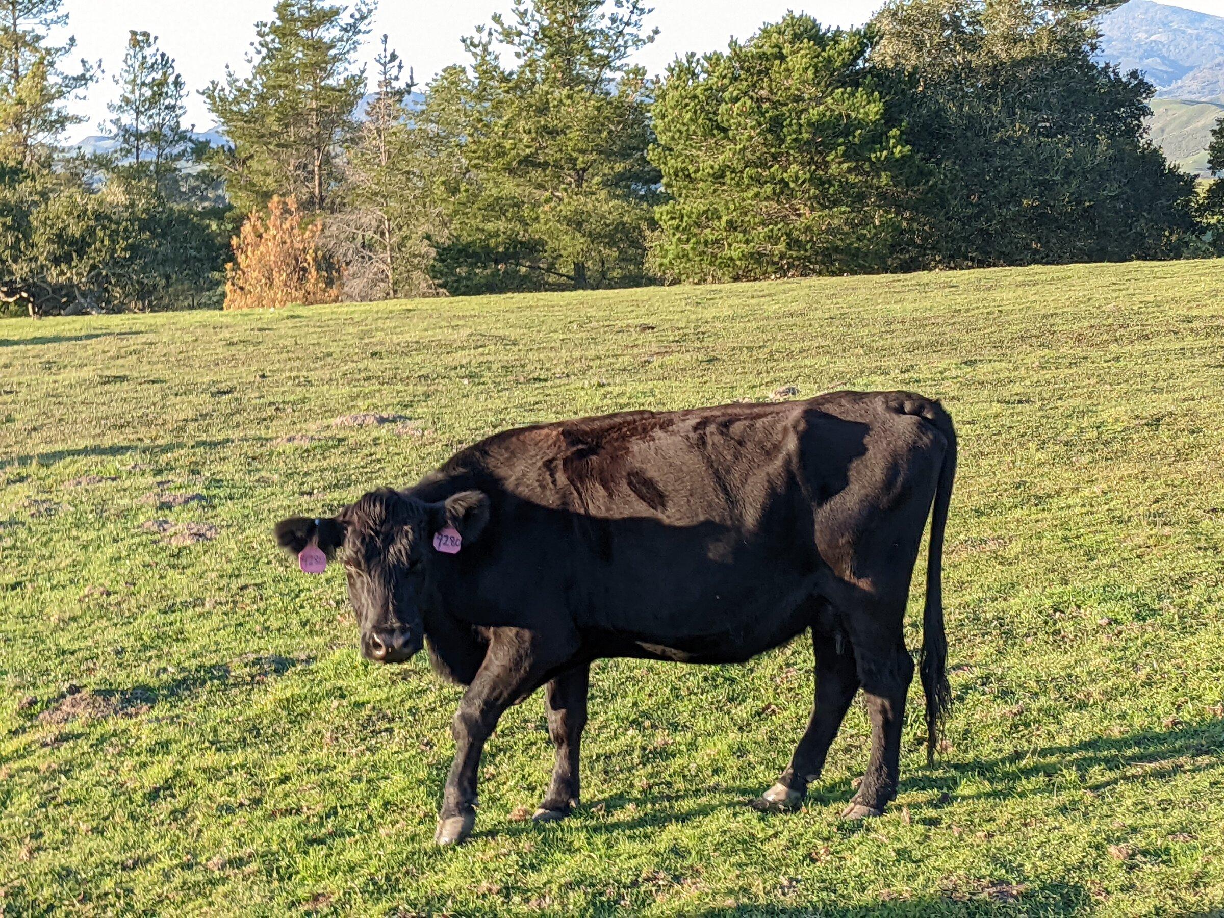 Hybrid check engine light comes on | MaverickTruckClub - 2022+ Ford ...